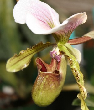 Paphiopedilum